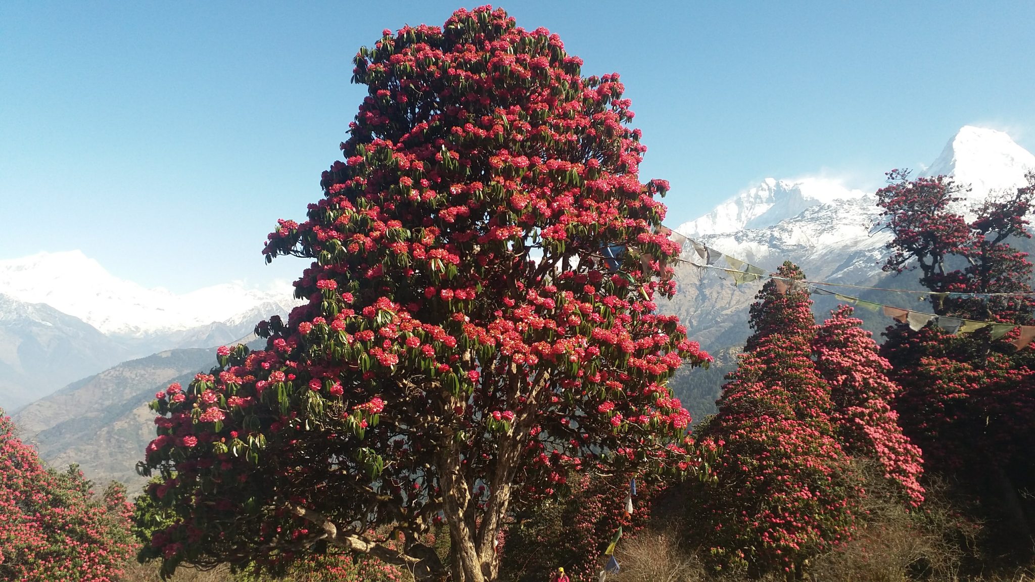 Rhododendron – The National Flower of Nepal